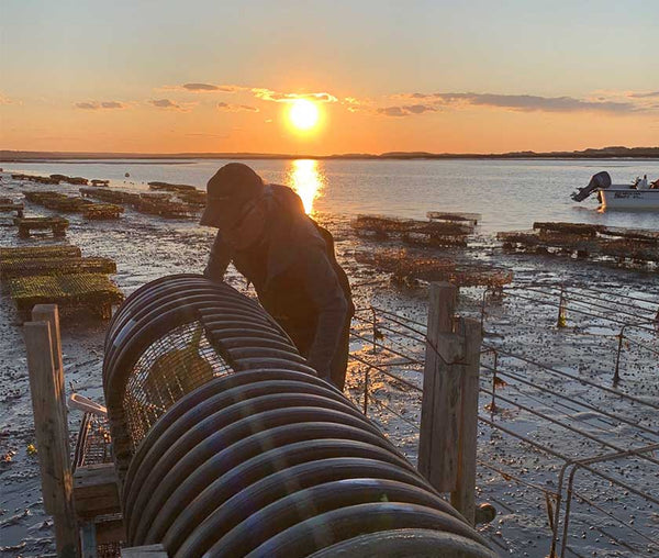 Beach Point Oysters from Barnstable, MA - Island Creek Oysters | Buy ...