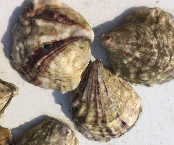 Saquish Oysters from Saquish, MA - Island Creek Oysters | Buy Oysters ...