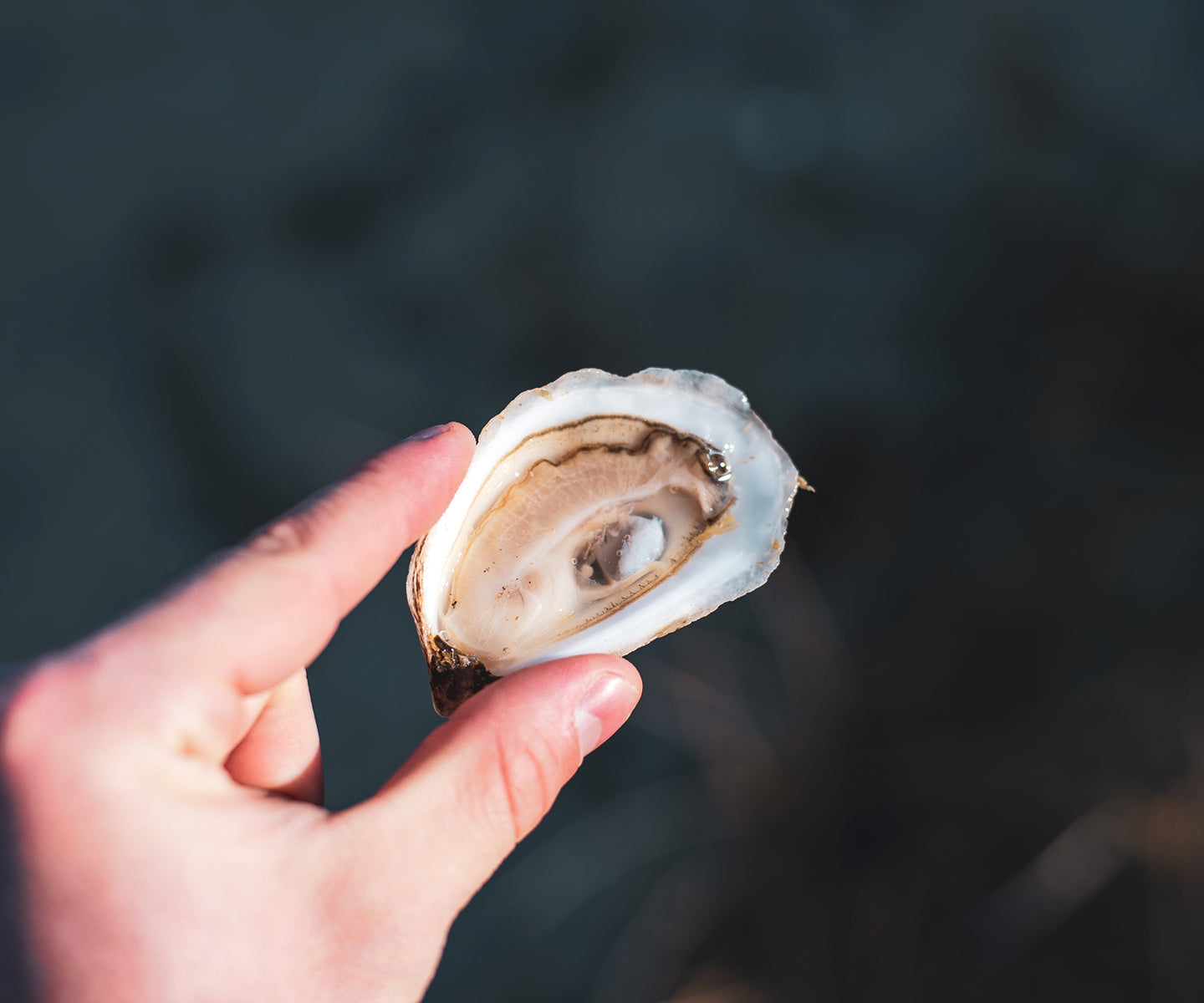 Aphrodite Oysters from South Thomaston, ME | Shop Island Creek Oysters ...