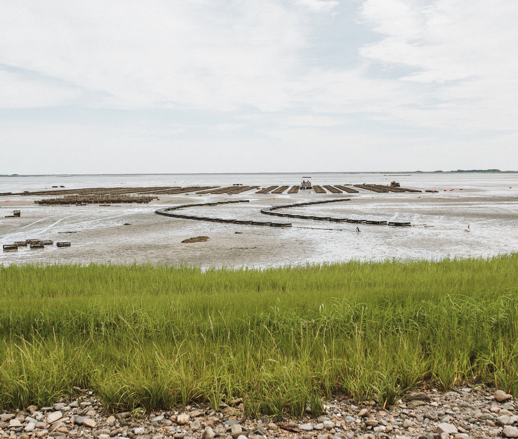 Tumblecan Oysters from Saquish, MA - Island Creek Oysters | Buy Oysters ...