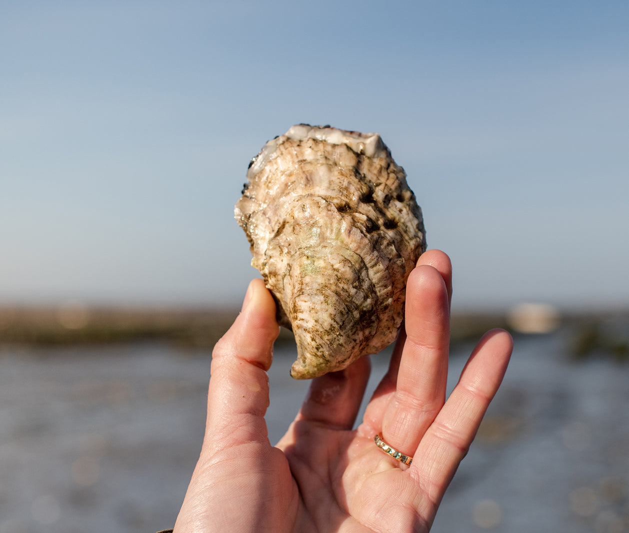 Moon Shoal Oysters from Barnstable, MA | Shop Island Creek Oysters ...